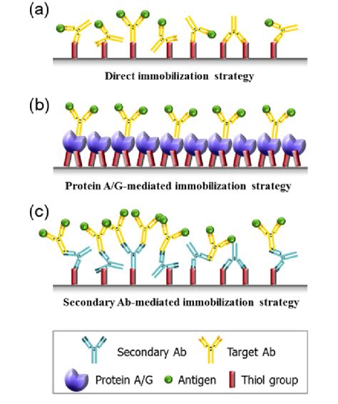 Schematic Representations Of Target Antibody Immobilizations On Gold