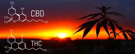 Common Questions About Delta 8 Thc