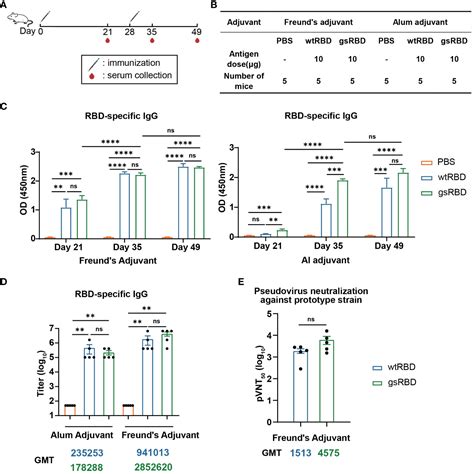 Frontiers Inducing Enhanced Neutralizing Antibodies Against Broad