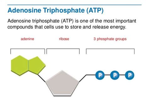 Adenosine Triphosphate Atp Adenosine Triphosphate Atp Is One Of The