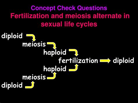 Ppt Chapter 13 Meiosis And Sexual Life Cycles Powerpoint Presentation