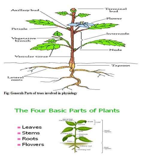 Introduction To Plant Physiology ~ Dhirajs Blog