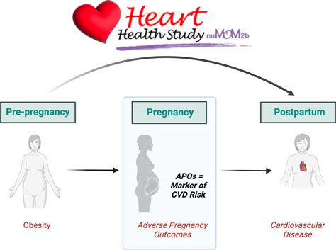 Body Mass Index Adverse Pregnancy Outcomes And