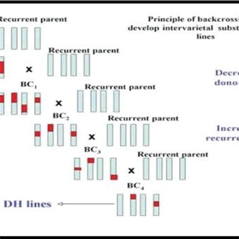 Pdf Gene Pyramiding An Overview