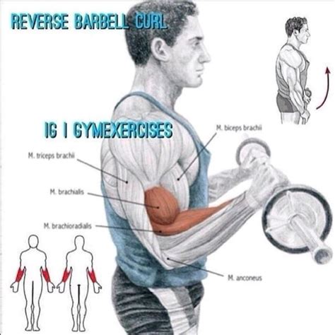 Reverse Barbell Curl By Татьяна Б Exercise How To Skimble