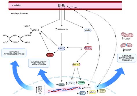 The Main Pathways Involved In The Multiple Effects Of Kd On