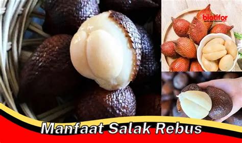 Temukan Manfaat Rebusan Salak Yang Jarang Diketahui Biotifor