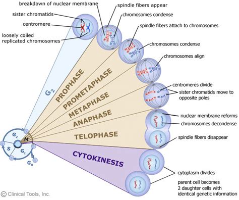 The Cell Cycle Cell Cycle And Cell Division Class 11 Biology Neet