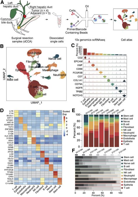 A Single Cell Atlas Of Human Dcca A Schematic Diagram Of Scrna Seq