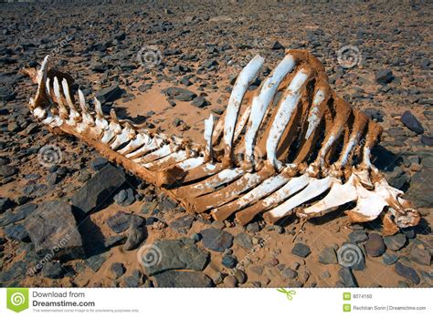 Skeleton 库存照片 图片 包括有 éª†é©¼ æ²™å­ å œæ­¢ æ—…è¡œ è½°ç‚¸æœº 8074160