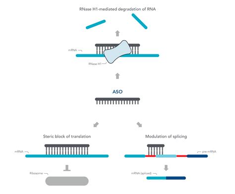 Antisense Oligonucleotides Idt