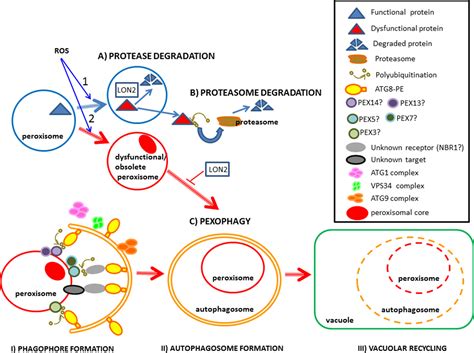 Frontiers Selective Autophagy Of Peroxisomes In Plants From
