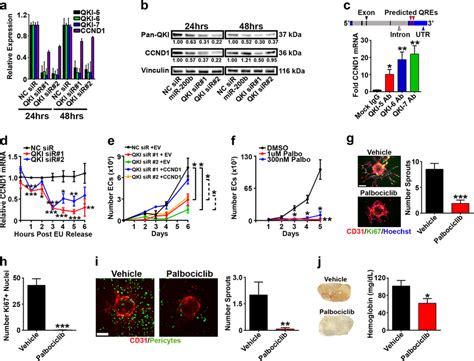 Qki Directly Regulates Ccnd1 Mrna In Angiogenesis A Qpcr Analysis For