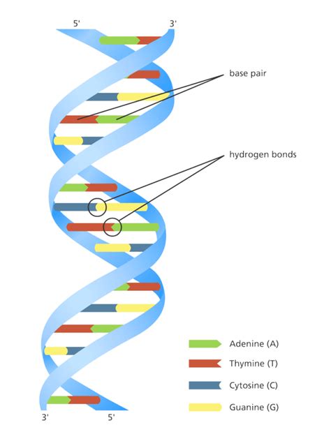 Dna Structure And Function A Simple Guide For Beginners
