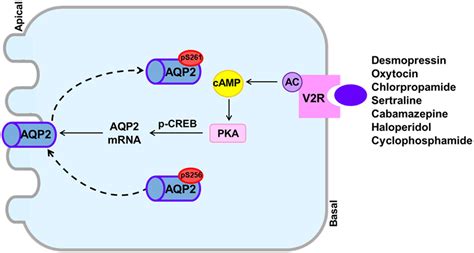 Frontiers The Role Of Vasopressin V2 Receptor In Drug Induced