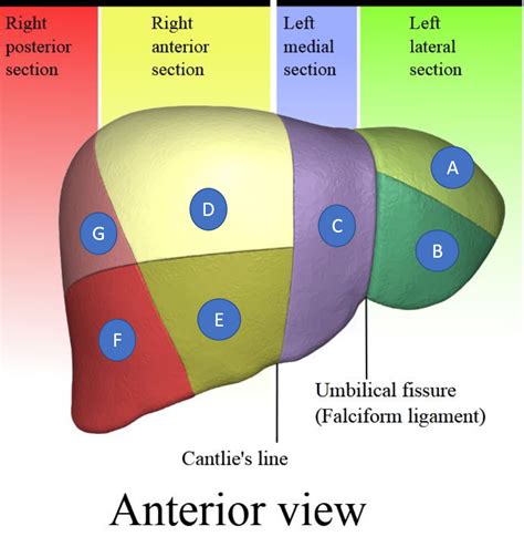 Liver Segments Diagram Quizlet