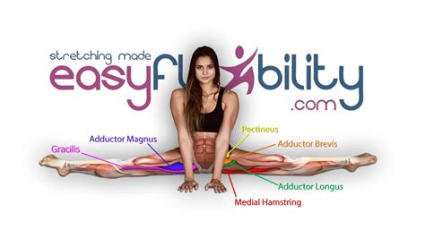 How To Learn To Do The Splits Easyflexibility