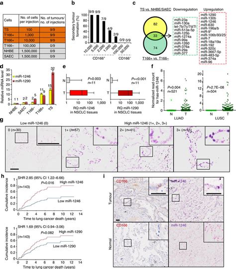 Heterogeneous Expression Of Mir 1246 And Mir 1290 In Human Nsclc A