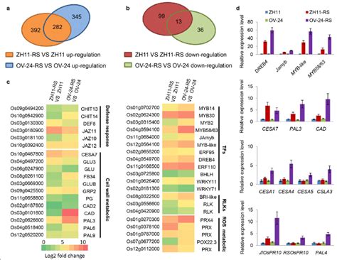 Rna Seq Analysis Of Differentially Expressed Genes Between The