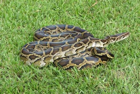this burmese python tried to eat an alligator but it didn