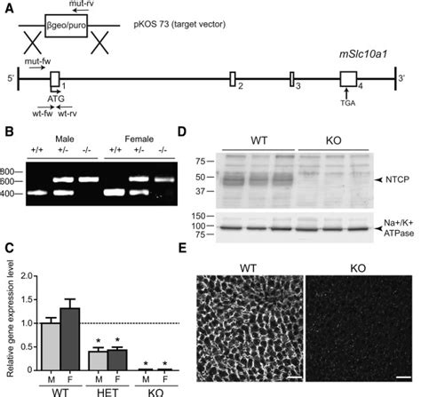 A Conventional Knockout Of Slc10a1 In Mouse Embryonic Stem Cells By