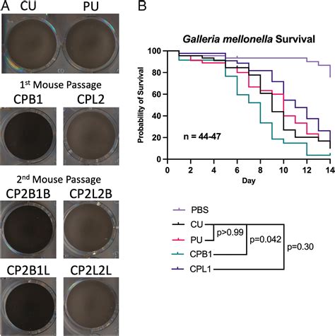 Similar Evolutionary Trajectories In An Environmental Cryptococcus