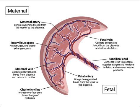 Human Placental Structure And Function Download Scientific Diagram