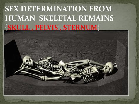 Forensic Anthropology Sex Determination Ppt Webquest