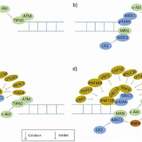The Sdsa Synthesis Dependent Strand Annealing And Dsb Repair