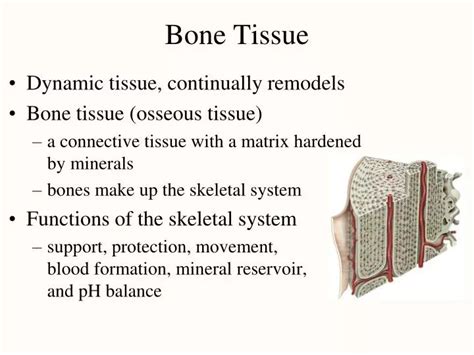 Ppt Bone Tissue Powerpoint Presentation Free Download Id 1308140