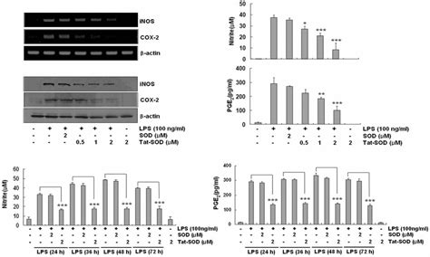 Effects Of Sod On Lps Induced Expression Of Inos And Cox 2 And No Pge 2