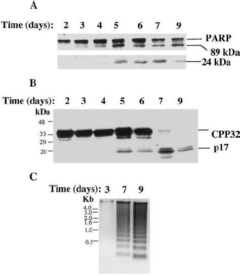 Time Courses Of In Vitro Caspase 3 Parp Cleavage Activity A