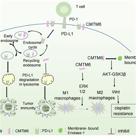 In Chb Etv Up Regulates The Expression Of Pd L1 By Up Regulating