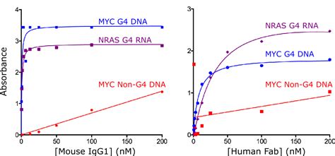 anti dna rna g quadruplex and related small molecules [bg4