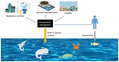 Water Free Full Text Microplastic Accumulation And Degradation In