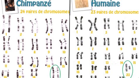 Méthode Pour étudier Un Caryotype De Cellules Non Reproductrices Youtube