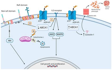 Ijms Free Full Text The Role Of The Atp Binding Cassette A1 Abca1