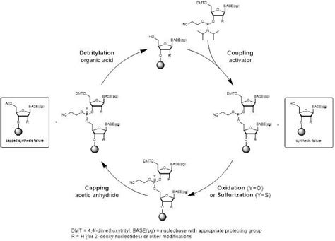 Growing Oligonucleotide Chains More Sustainably