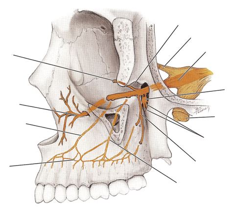 Trigeminal Nerve V Maxillary Nerve Part Diagram Quizlet Sexiz Pix