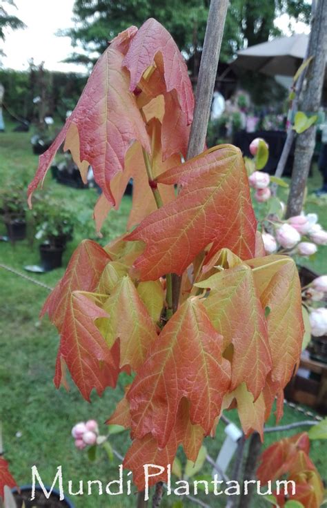 Acer Saccharum Fall Fiesta Mundi Plantarum