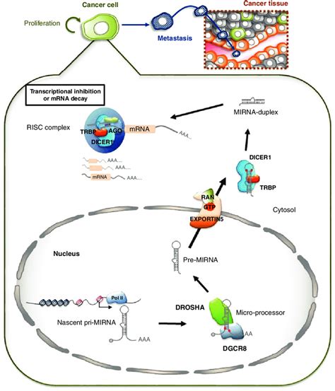 Schematic Showing Microrna Biogenesis And Function Micrornas Are