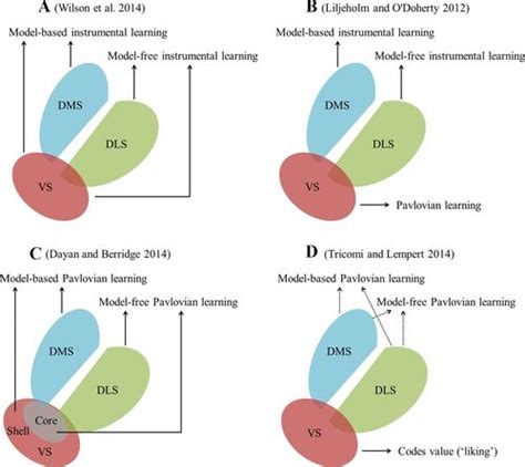 Dissociating Contributions Of Ventral And Dorsal Striatum To Reward