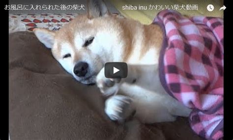 ワンコのカワイイ寝顔 灬´ิω´ิ灬 いぬのどうが