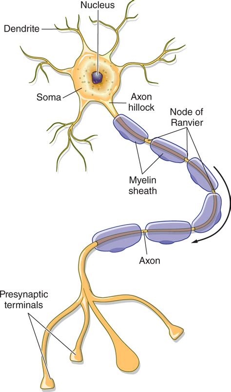 Figure Of A Myelinated Axon Labeling The Dendrites Nucleus Soma Axon