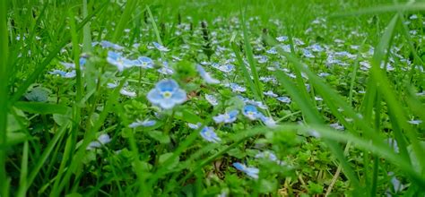 Free Images Nature Field Lawn Meadow Prairie Flower Green