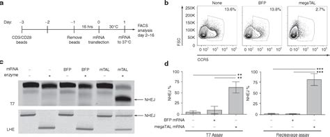 Efficient Modification Of The Ccr5 Locus In Primary Human T Cells With