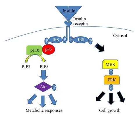 Insulin Or Insulin Like Growth Factor 1 Igf 1 Binds To Its Receptor