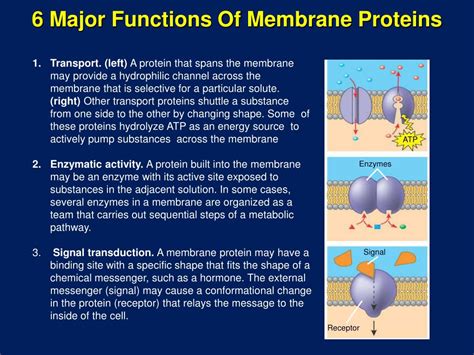 Ppt Cell Membrane Structure And Function Powerpoint Presentation