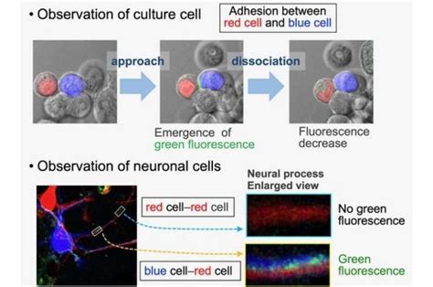new fluorescent sensor reveals a key protein involved in interactions