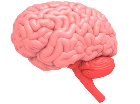 Encéfalo Características Funções Partes Biologia Net